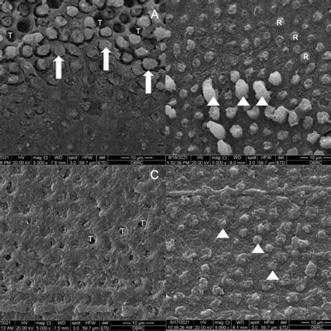 Representative SEM Images At 5 000 Magnification Of Samples In The
