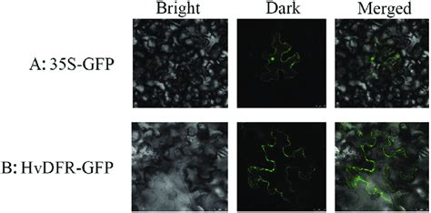 The Subcellular Localization Of Hvdfr A Observation Of Gfp Empty