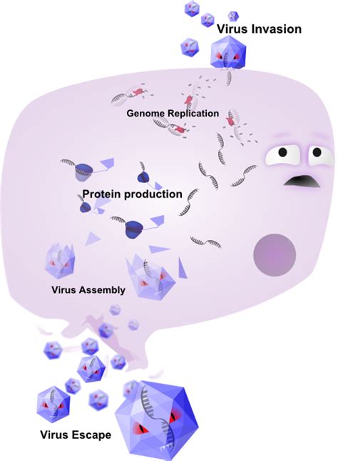 Defective Viruses Incomplete Viruses Defective Interfering Particles Defective Interfering