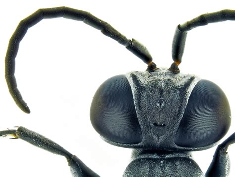 Larrina Liris Bugguide Net