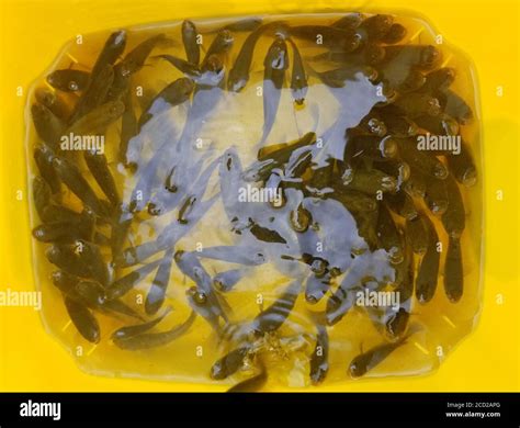 Catching Minnows In A Trap