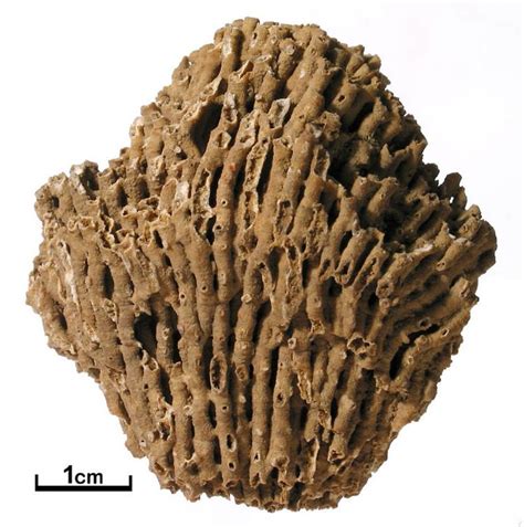 Syringopora Alchetron The Free Social Encyclopedia