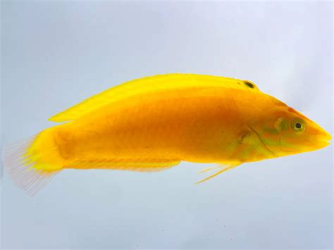 Yellow Coris Wrasse Exotic Marine Life