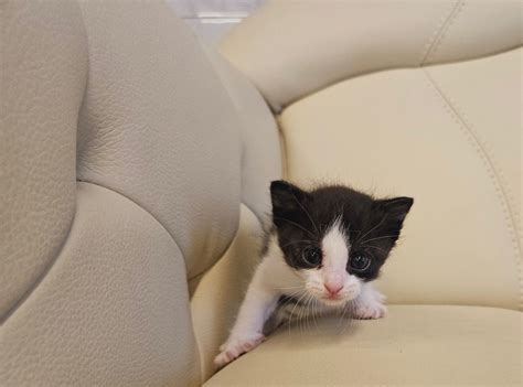 코리안숏헤어 꼬무 사모예드특징 스피츠특징 시바견특징 시베리안허스키특징 시츄특징 요크셔테리어특징 웰시코기특징 이탈리아그레이하운드특징 치와와특징 코카스파니엘특징 폼스키특징 폼치