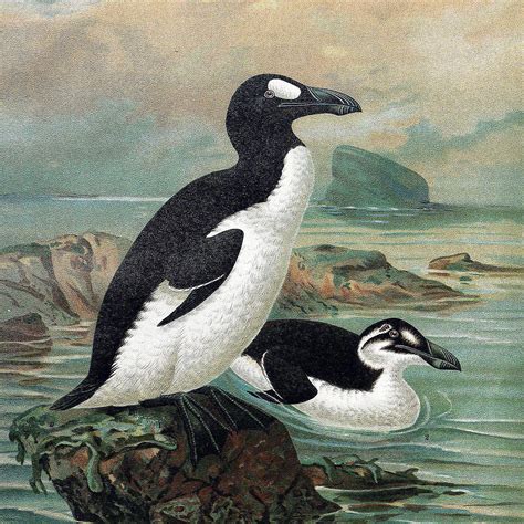 10 Facts About The Great Auk