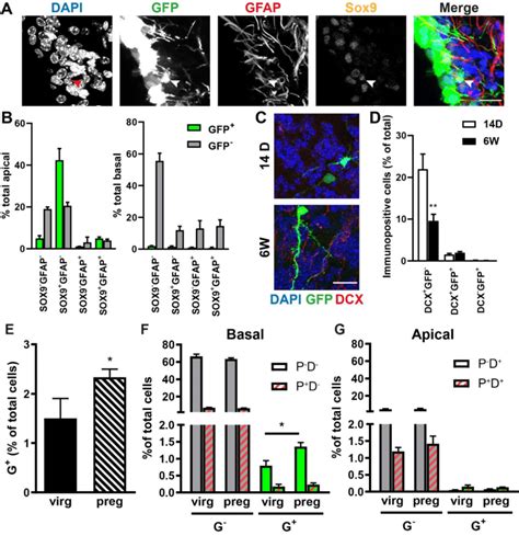 Apical NSCs Give Rise To Few Basal NSC Like Cells In The SVZ And New OB