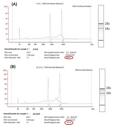 10 Rna Quality And Quantity The Rna Extracted From The Microdissected