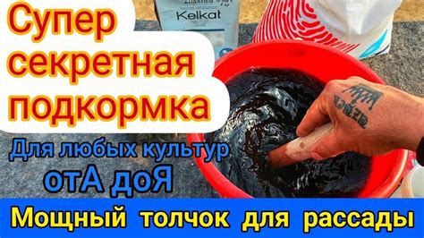 САМОЕ ЛУЧШЕЕ УДОБРЕНИЕ ДЛЯ РОСТА РАССАДЫ Помидор Перца и Цветов 📌ЕСЛИ