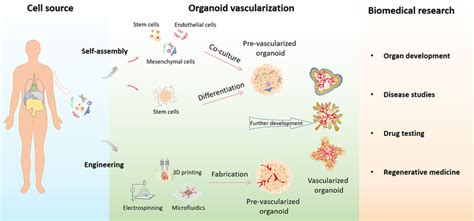 Schematic Diagram Of The Typical Strategies For Vascularization In