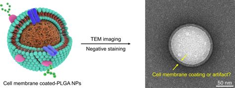 Correct Identification Of The Core‐shell Structure Of Cell Membrane