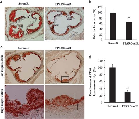 Mirna Mediated Ppar δ Knockdown In Hematopoietic Stem Cells Ameliorates