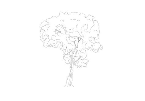 Tree Elevation Free Cads