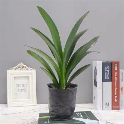 君子兰盆栽四季开花室内阳台植物好养易成活客厅观赏花卉盆景绿植 虎窝淘