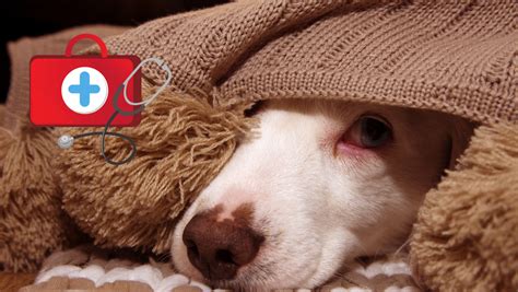 Cómo Se Tratan Los Vómitos Biliosos En Los Perros