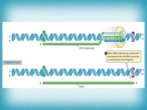 Gene Expression PPT