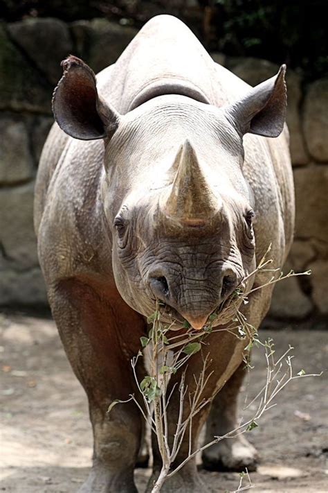 動物園放浪記の画像 エキサイトブログ blog Rinocerontes Animales