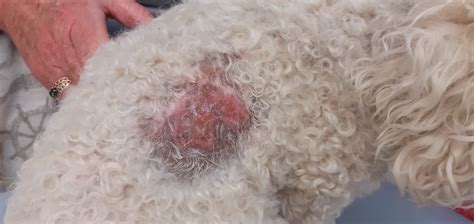 Itchy Skin Disease Pruritis Pet Health Awareness