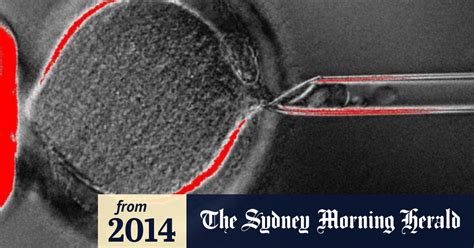 Potential Diabetes Therapy Scientists Grow Insulin Producing Cells