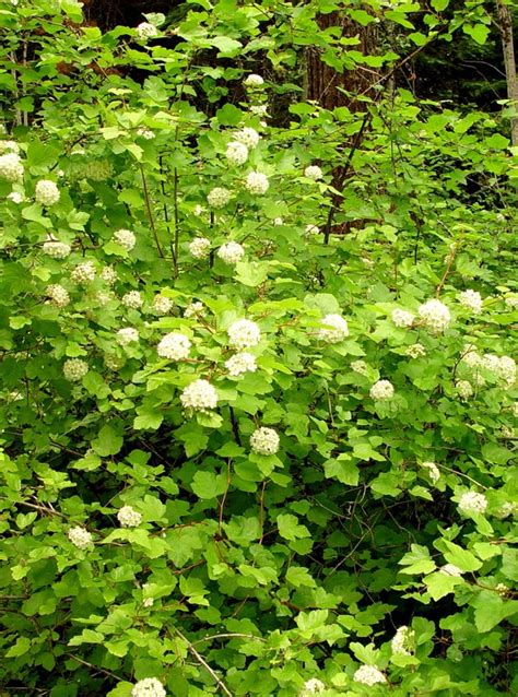 Physocarpus Malvaceus Mallow Ninebark
