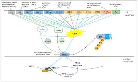 Major Effects Of Cbd On Several Membrane Receptors Aea Anandamide