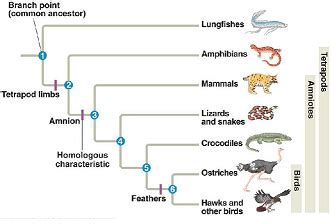 Construction Of Phylogenetic Tree