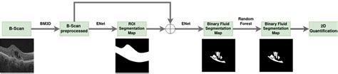 proposed method for fluid segmentation and quantification in oct b