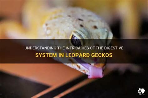 Understanding The Intricacies Of The Digestive System In Leopard Geckos