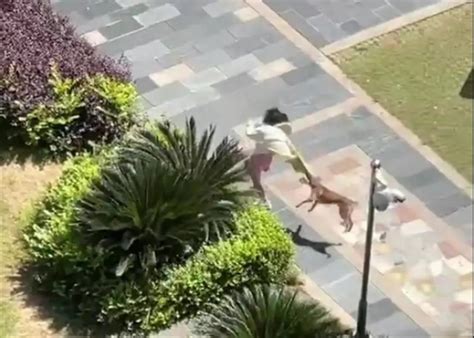 流浪惡狗咬傷多人後逃竄 警圍捕未果｜即時新聞｜兩岸｜oncc東網