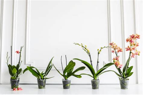 Cultivating Exquisite Orchids Essential Tips For Healthy Plants And