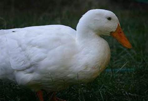 Filipino Company To Begin Pekin Duck Exports To Middle East