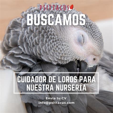 Psittacus Catalonia Sl On Linkedin Hiring