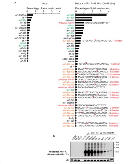 Transient Transfection Of Mirna Mimics Led To The Accumulation Of