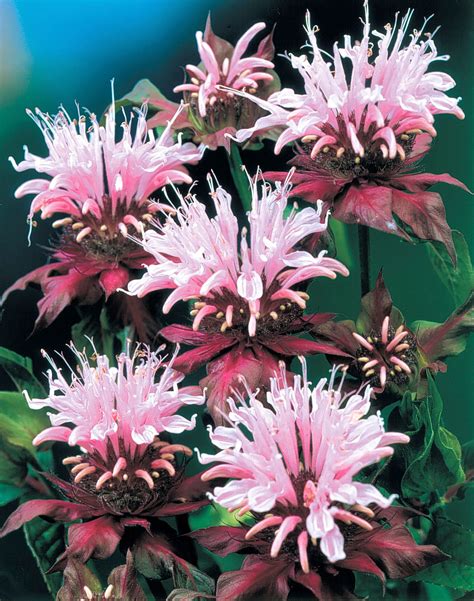 Monarda Beauty of Cobham | Parkers Wholesale