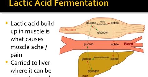 Biology The Study Of The Life Lactic Acid