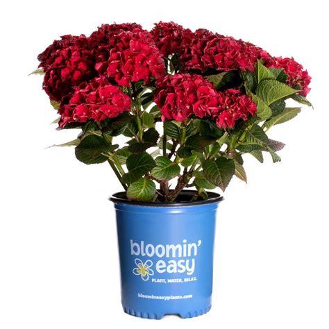 Bloomin Easy 2 Gal Cherry Go Round Reblooming Hydrangea Macrophylla