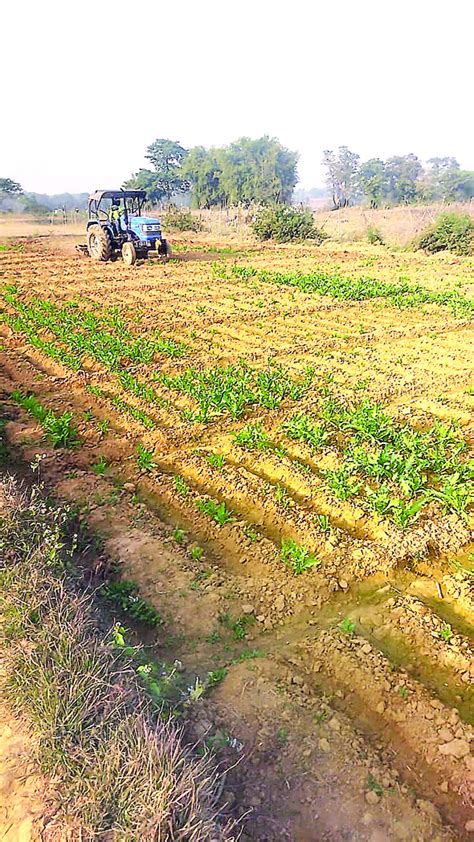 तुता और बोड़ा गांव में 8 एकड़ में लगी अफीम खेती को किया गया नष्ट City