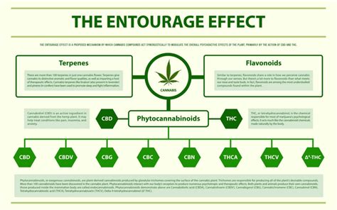 Ecs Explained Cannabinoid Signaling Ajem