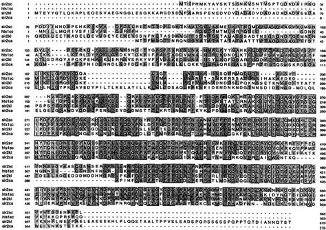 Alignment Of C Albicans Sir2 Protein And Related Sequences From Other