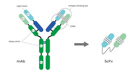 Monorab™anti Scfv Antibodies Genscript