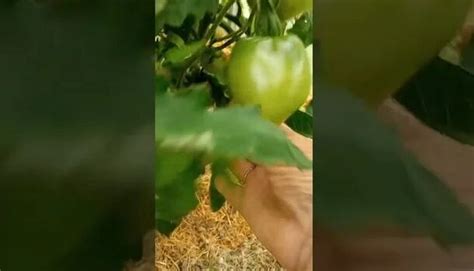 Коллекционный томат Малиновое мамино сердце - Смотреть онлайн в поиске ...