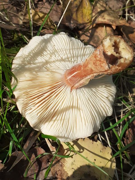 Цистодерма зернистая (Cystoderma granulosum) фото и описание