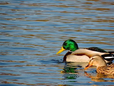 Kostenlose Bild See Schnabel Wasser Ente Vogel Ente Wasservögel