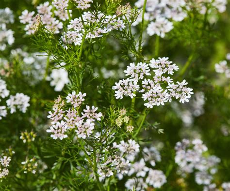 How To Harvest Coriander Seeds Expert Tips To Crop Seeds Homes And
