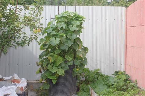 Огурцы. - Страница 4 - Дачный ответ Галактики | Plants, Garden