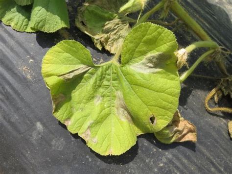 Anthracnose Of Cucurbits Nc State Extension Publications