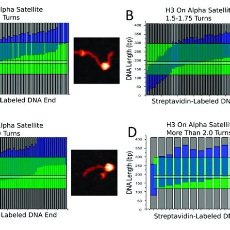 Mapping Of H3 Nucleosome Position On The α Satellite Substrate Based On