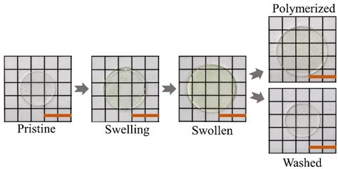 Fig S6 Graphs Of The Swelling And Polymerization Of The Nutrients Download Scientific Diagram