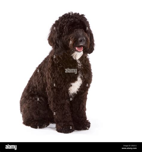 English Cocker Spaniel Mixed With Poodle Molly Medium Female English