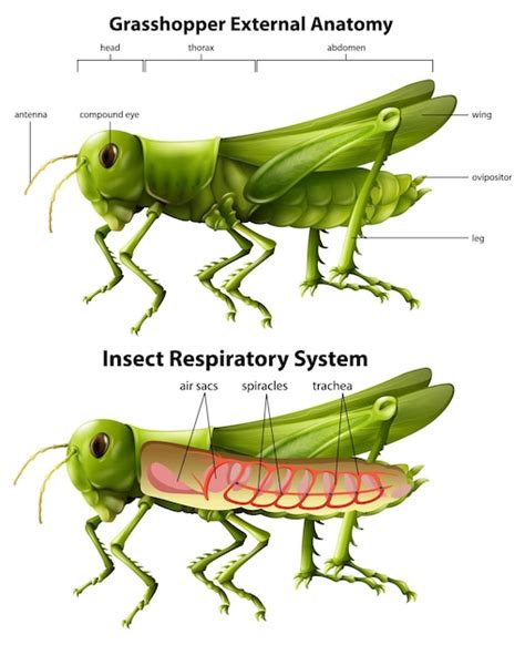 Grasshopper On Stem Vectors And Illustrations For Free Download Freepik