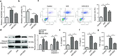 DEX Decreases LINC Expression And Suppresses The Apoptosis And